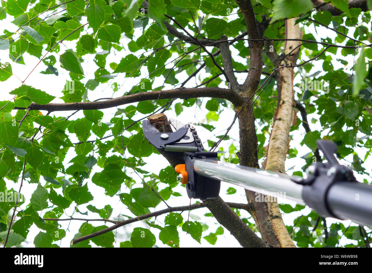 Seasonal pruning trees with pruning shears. Gardener pruning fruit ...