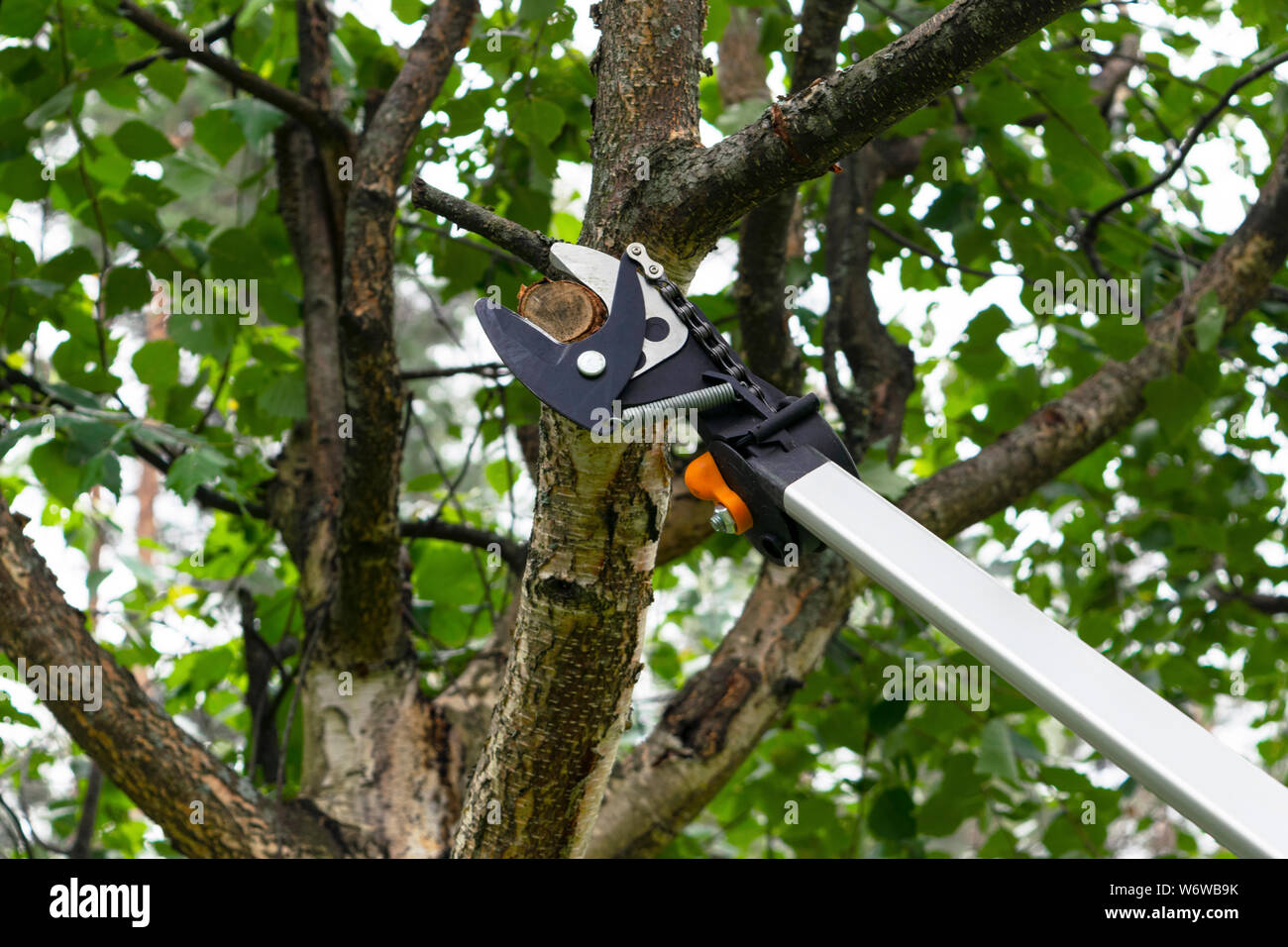 Seasonal pruning trees with pruning shears. Gardener pruning fruit ...