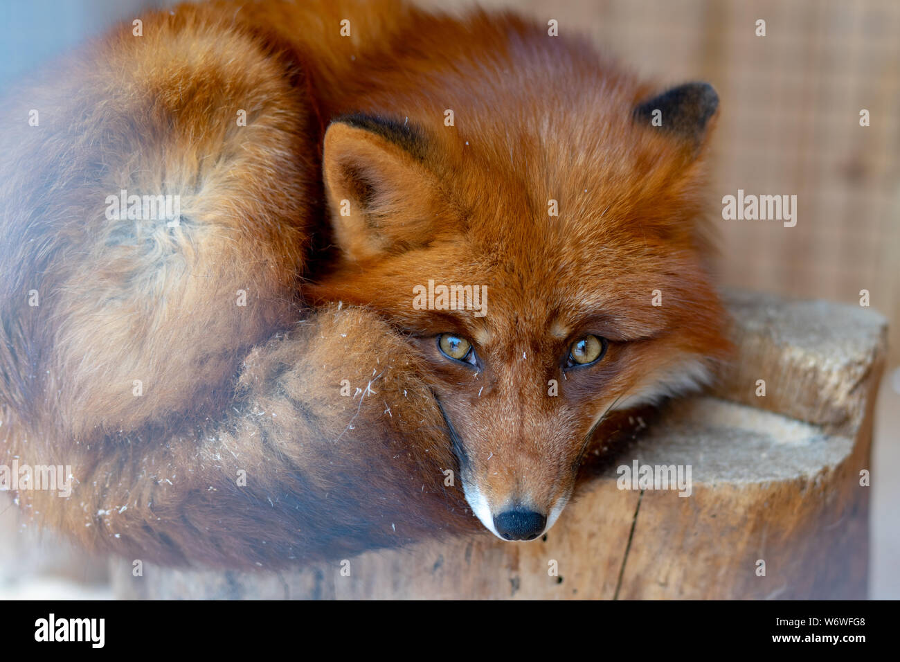 Siberian domestic fox hi-res stock photography and images - Alamy
