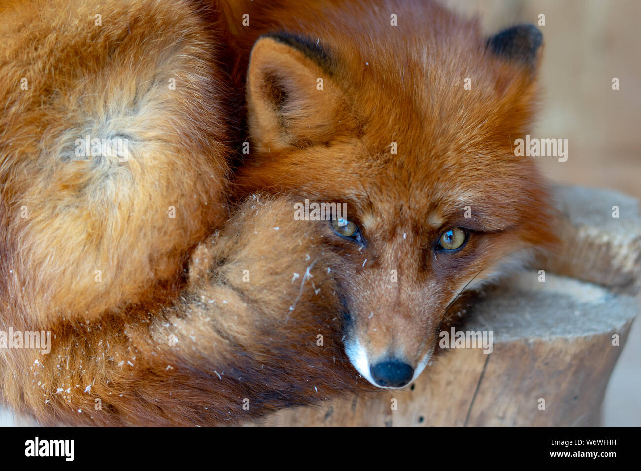 Beautiful red fox lying hi-res stock photography and images - Alamy