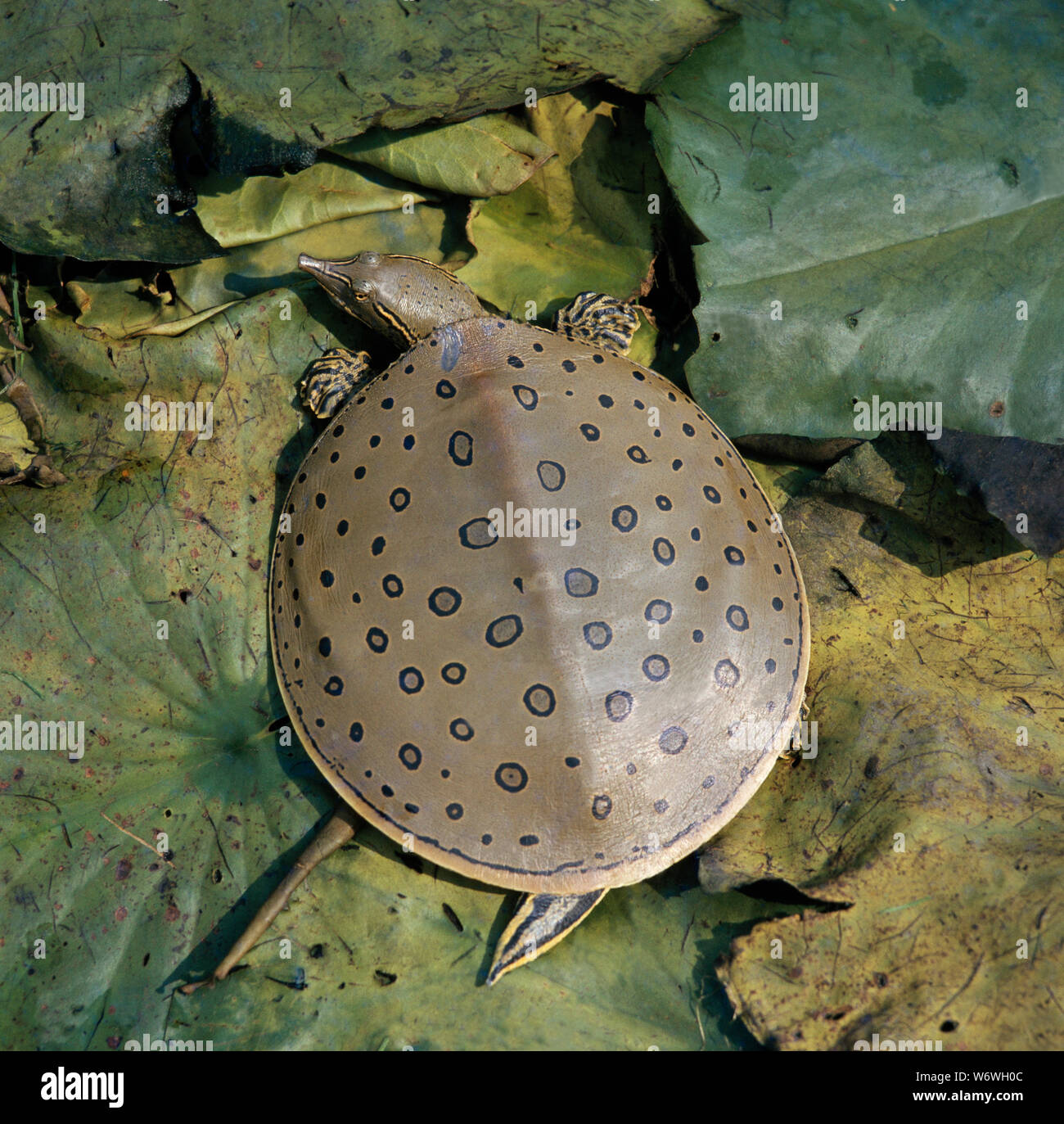 Spiny softshell turtle hi-res stock photography and images - Alamy