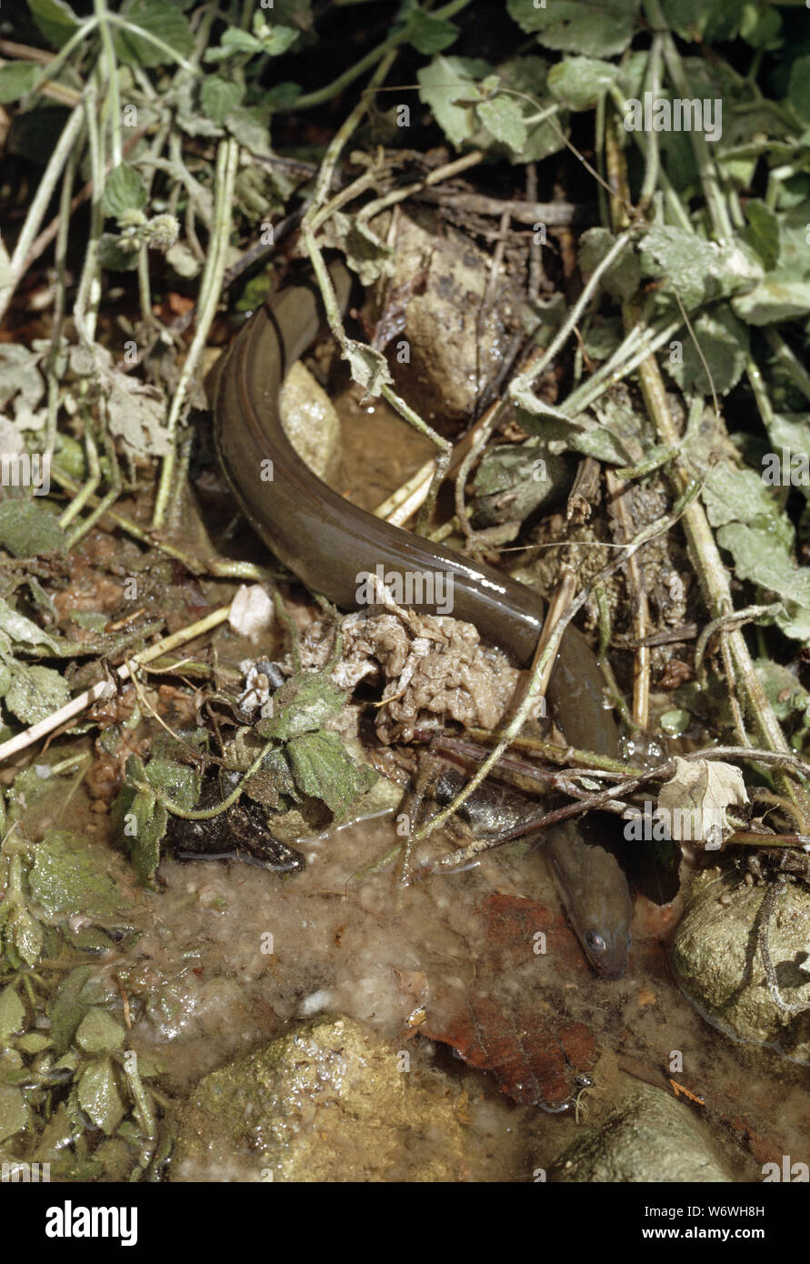 Common eel hi-res stock photography and images - Alamy