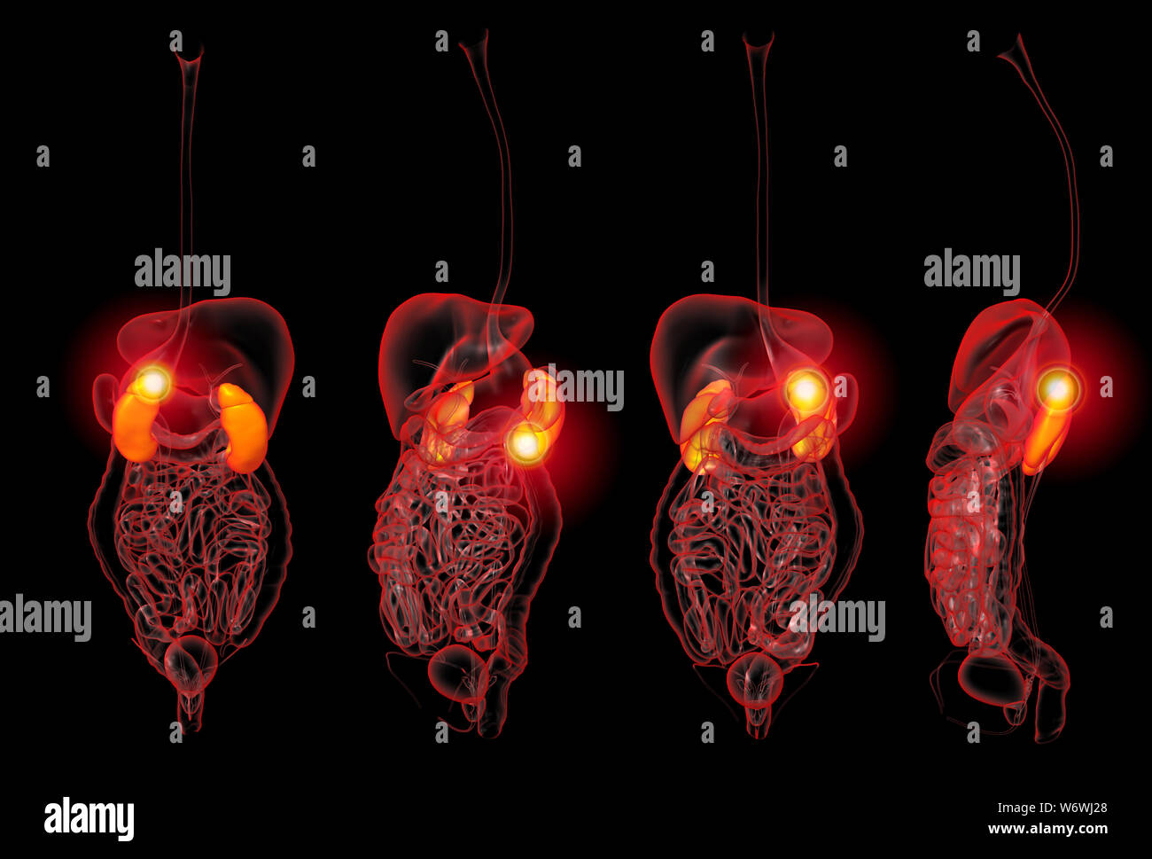 3D rendering illustration of kidneys pain collection Stock Photo - Alamy
