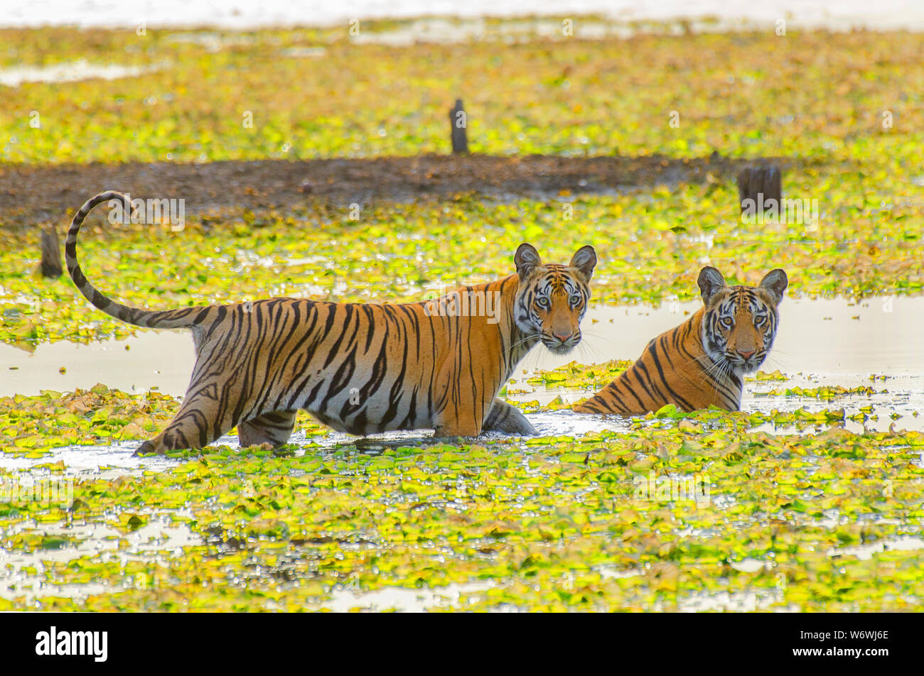 Bengal Tiger from central-Indian landscape Stock Photo - Alamy