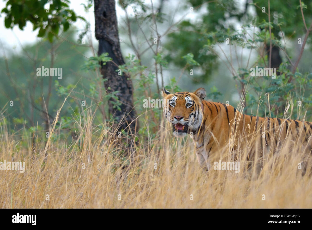 Endangered bengal tigers hi-res stock photography and images - Alamy