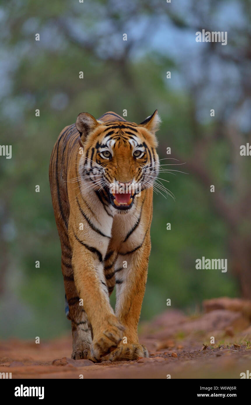 Endangered bengal tiger hi-res stock photography and images - Alamy