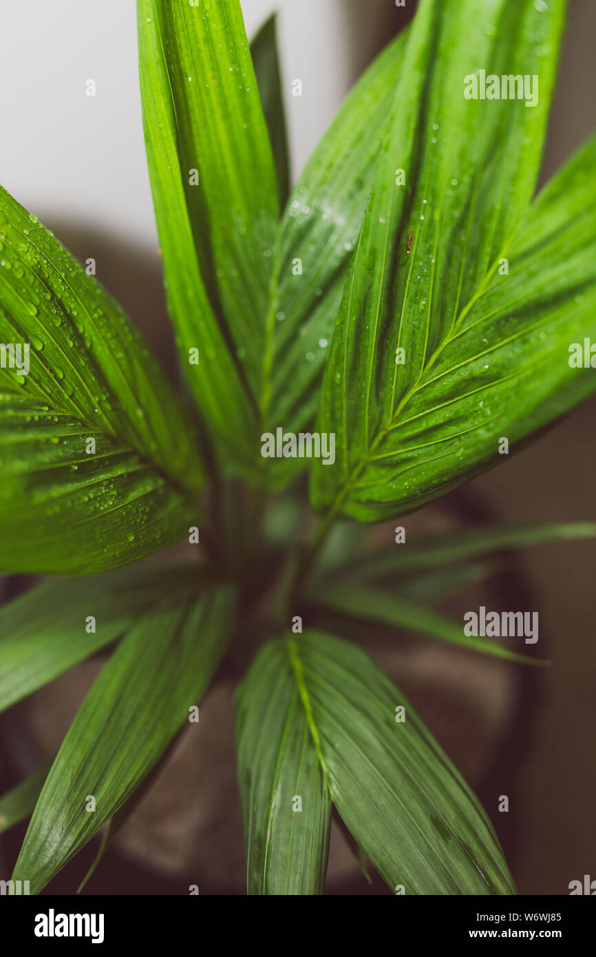 tropical looking golden cane palm tree indoor shot with flash for hard ...