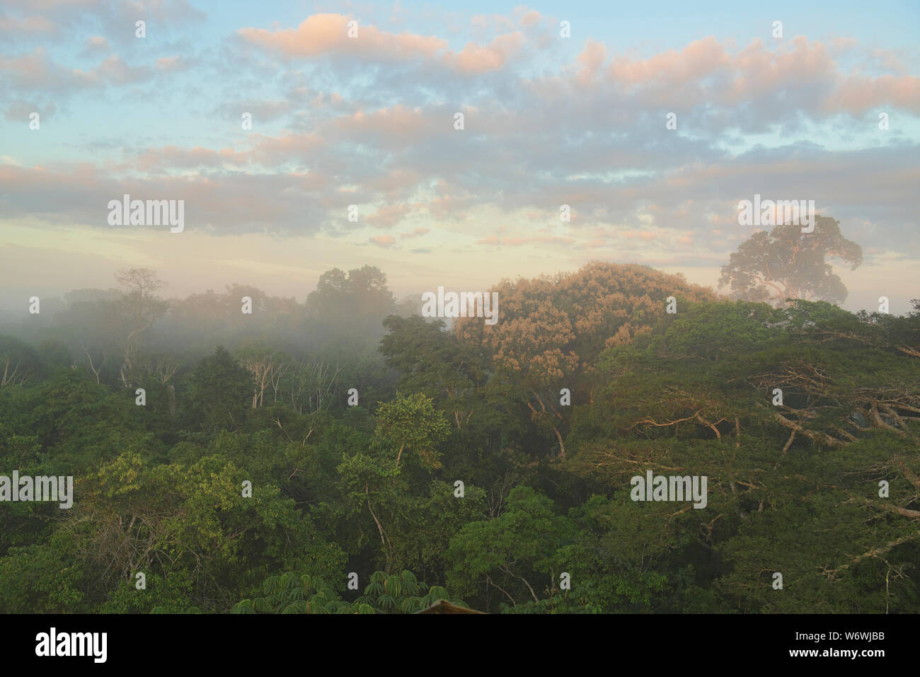 Huge Brazil nut tree and jungle canopy in the morning mist, Tambopata ...