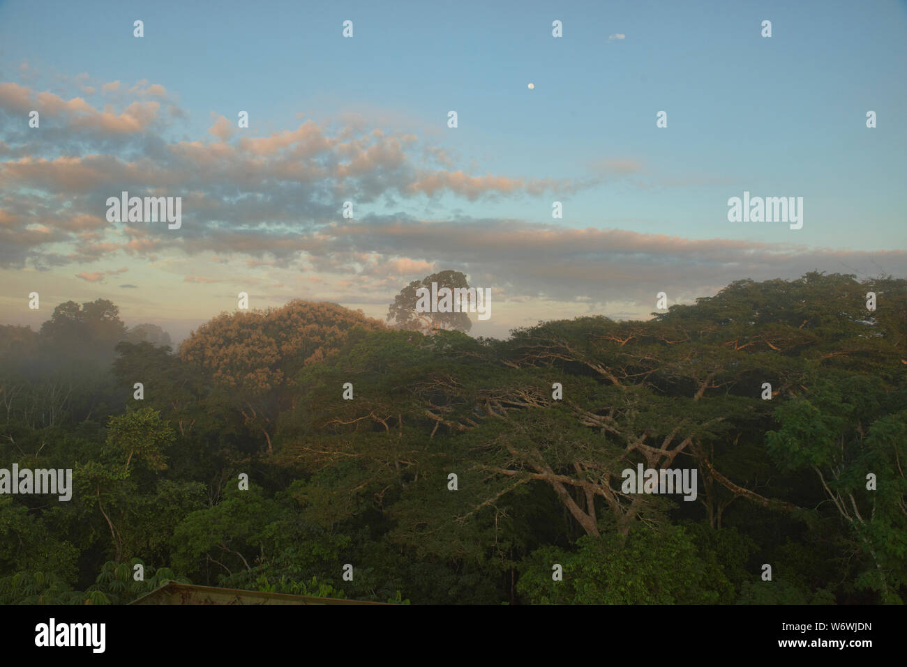 Huge Brazil nut tree and jungle canopy in the morning mist, Tambopata ...