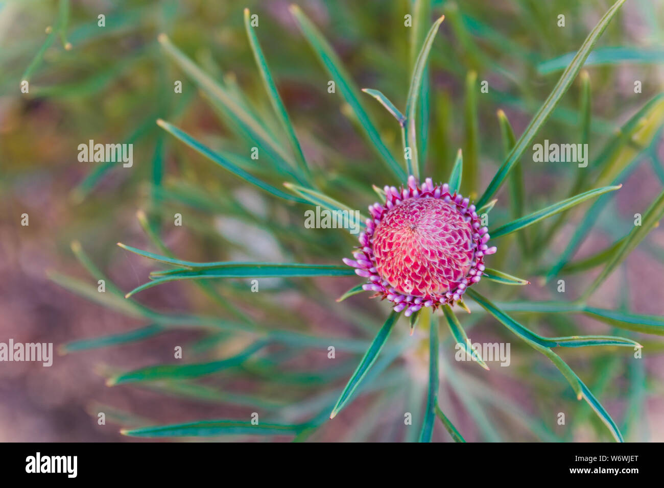native Australian bush plant isopogon candy cone with pink blossom ...