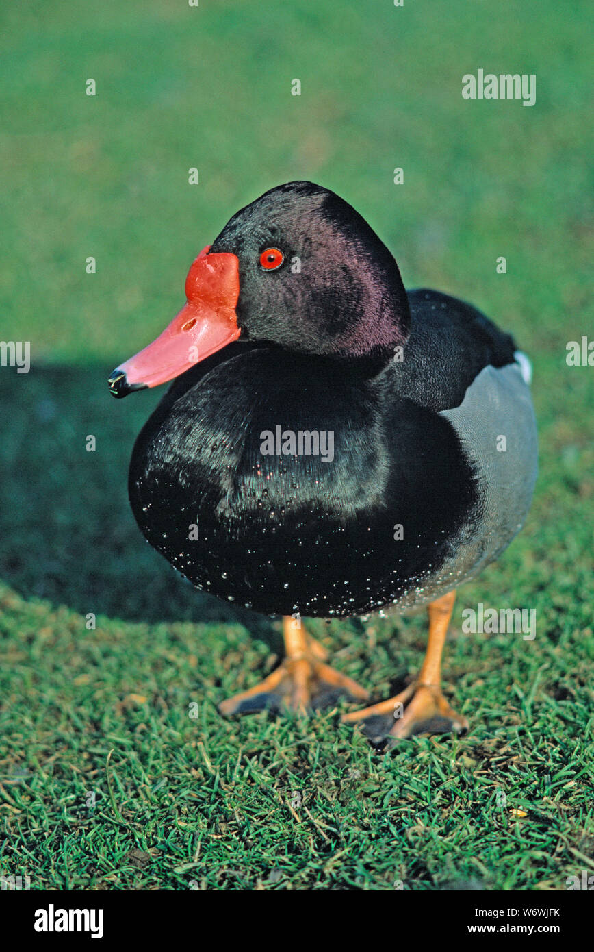 Land diving hi-res stock photography and images - Alamy