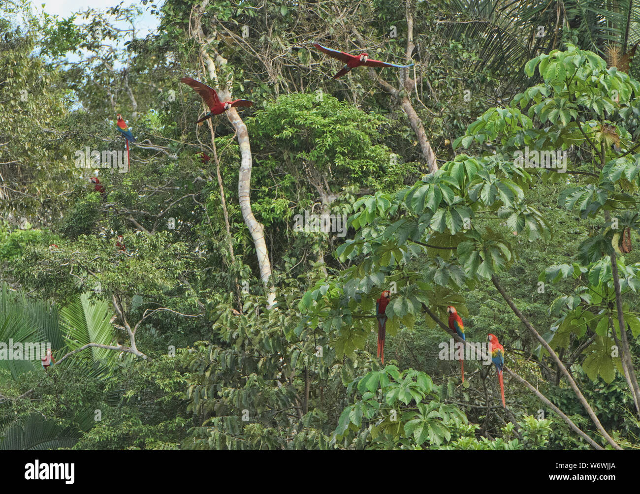 Scarlet macaws in the Tambopata Reserve, Peruvian Amazon Stock Photo ...