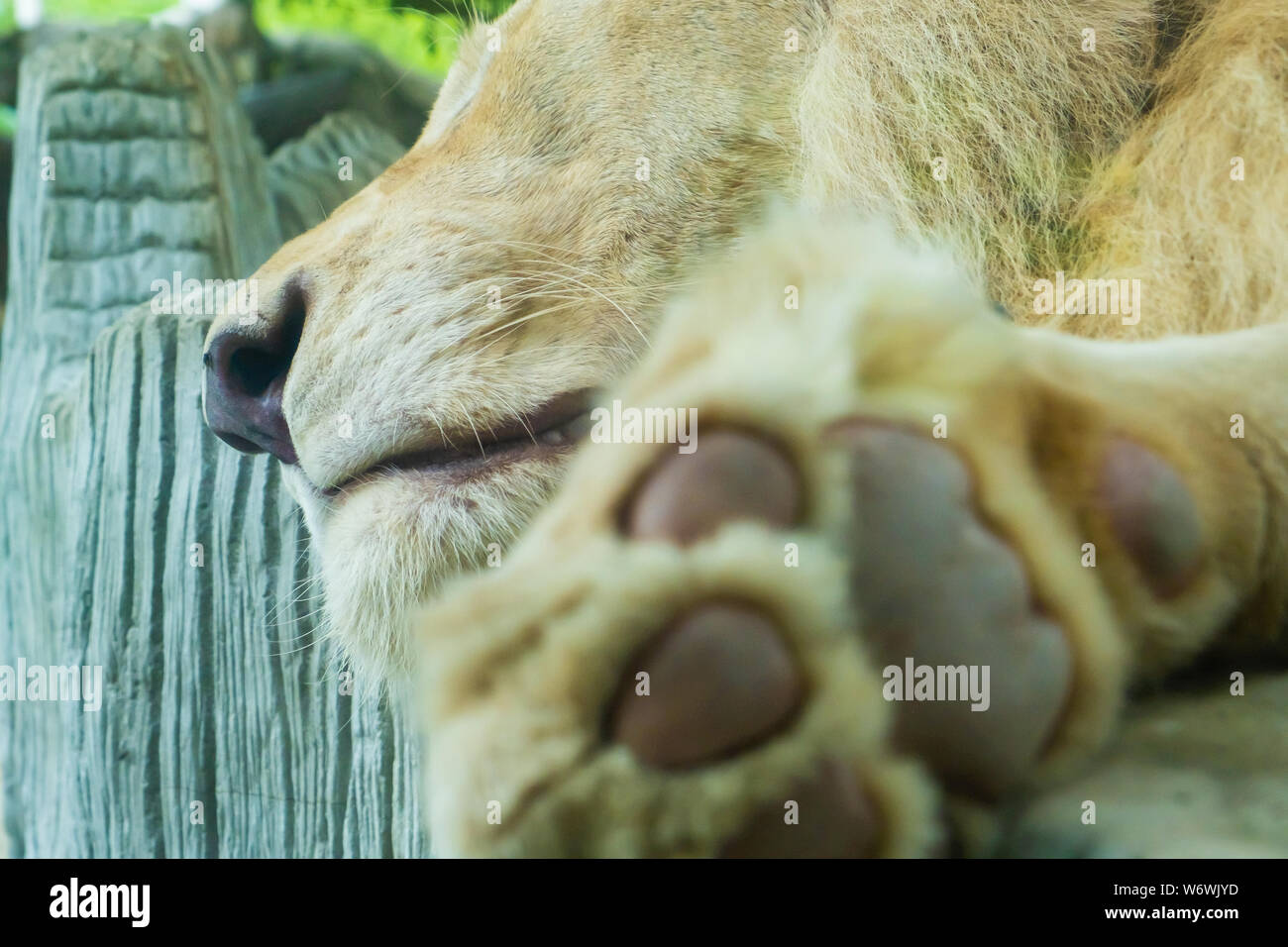 Paw of Lion Showing pads, close-up. Concept of animals in the zoo Stock ...