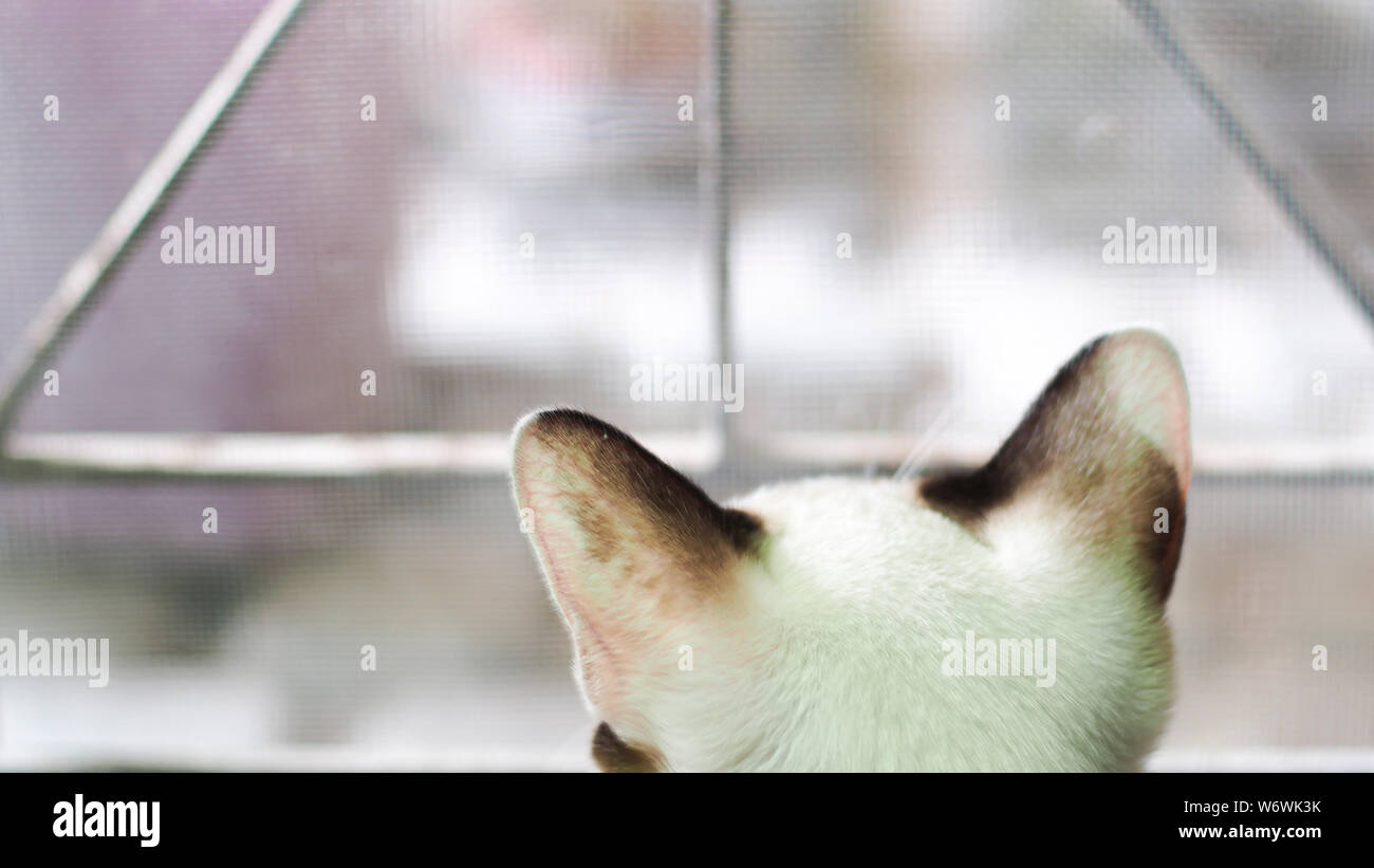 Back view of Siamese cat sitting next window with curiousness watching ...