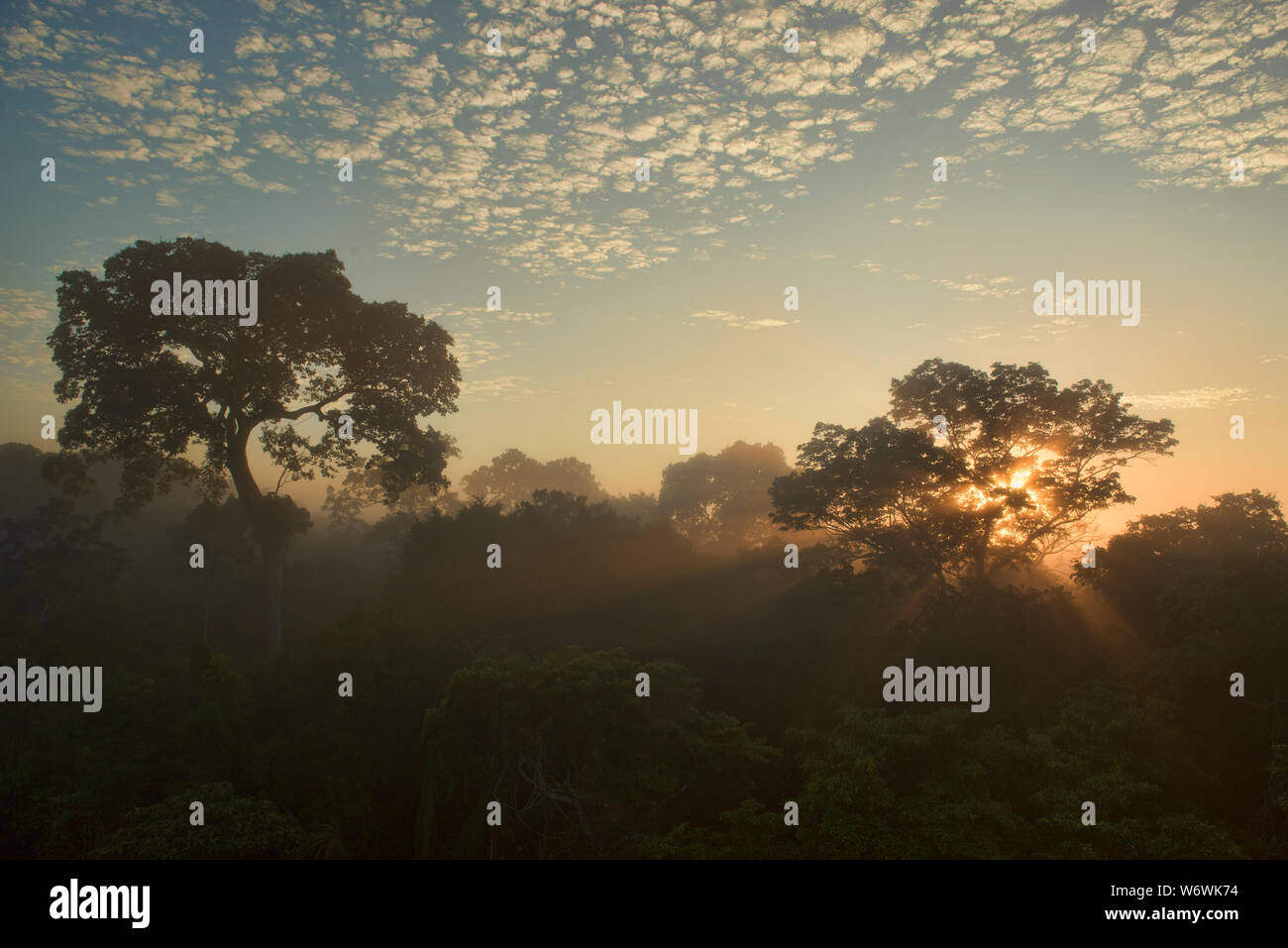 Jungle nut hi-res stock photography and images - Alamy