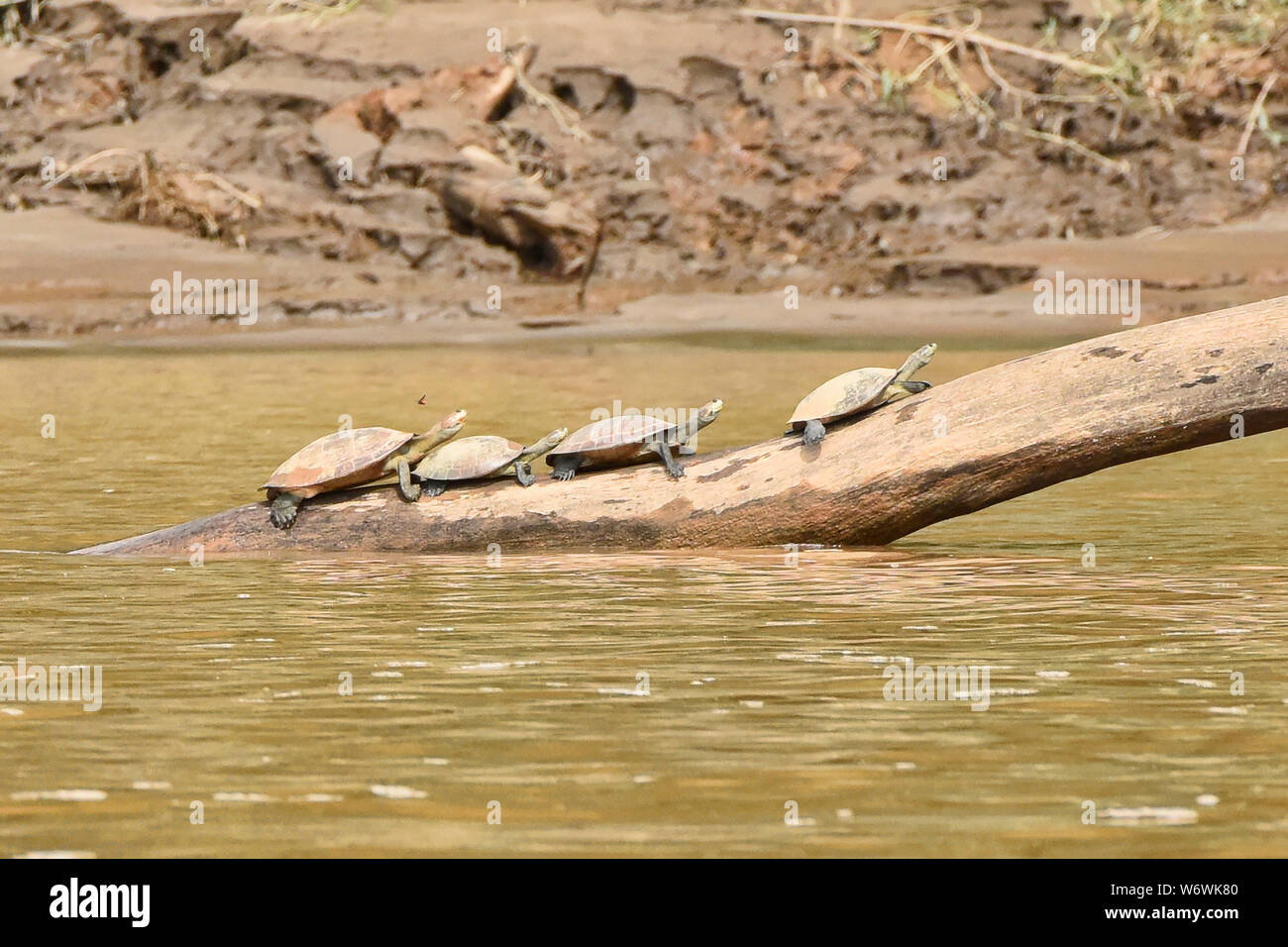 Amazon river turtles on a log, Tambopata River, Peruvian Amazon Stock ...
