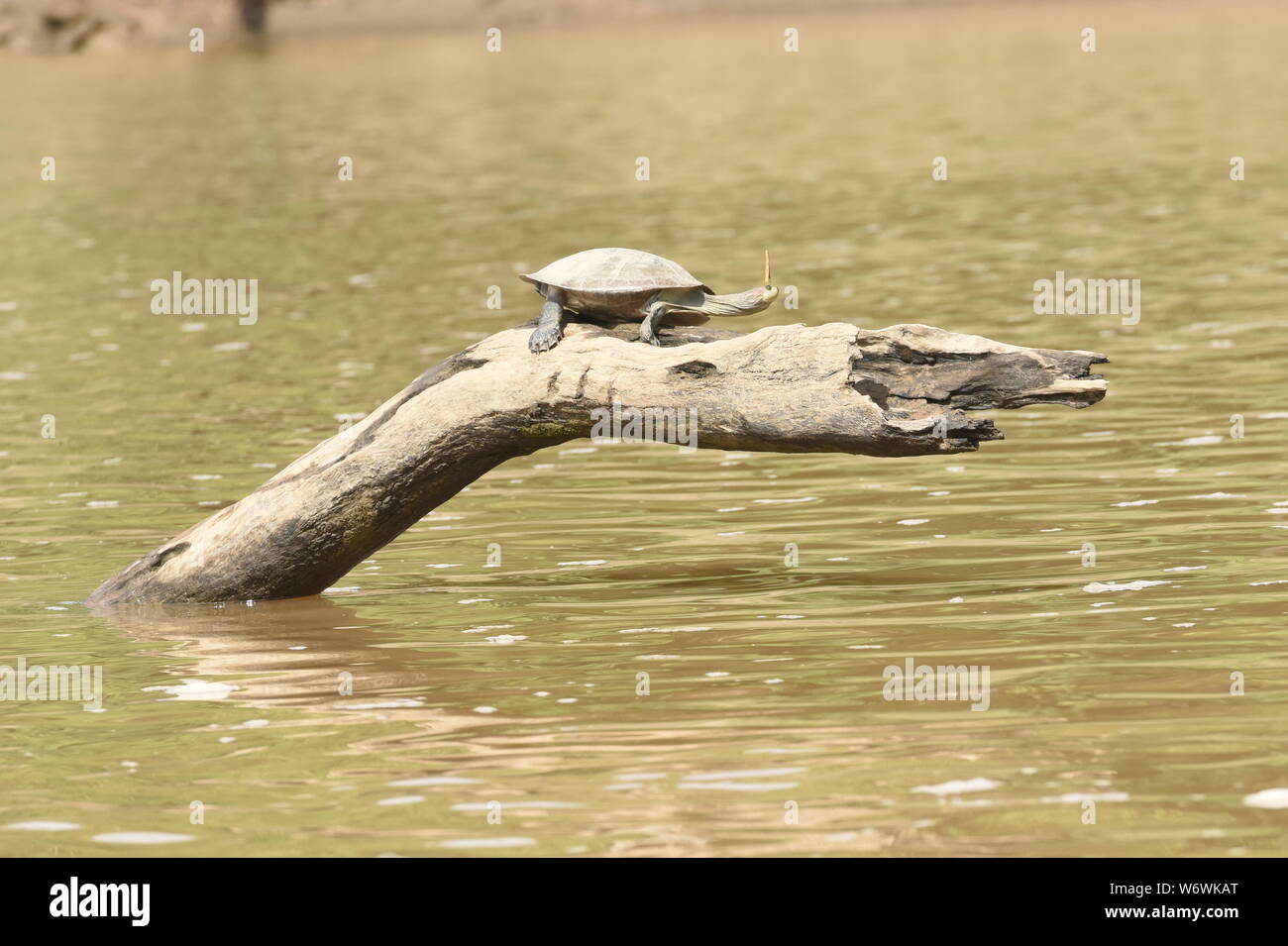 Turtle butterfly hi-res stock photography and images - Alamy