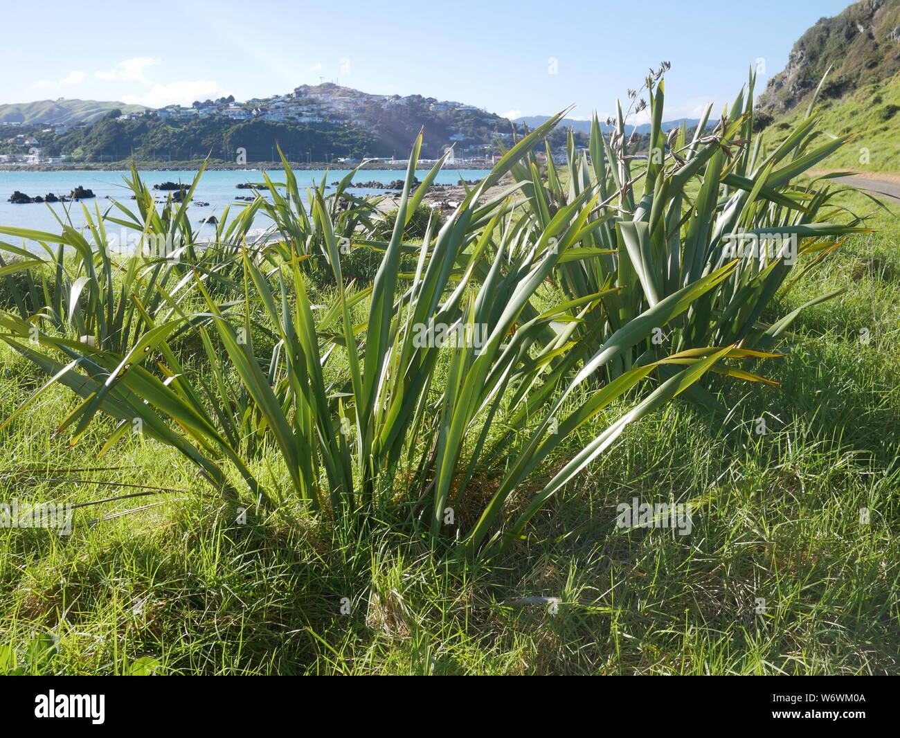 Harakeke hi-res stock photography and images - Alamy