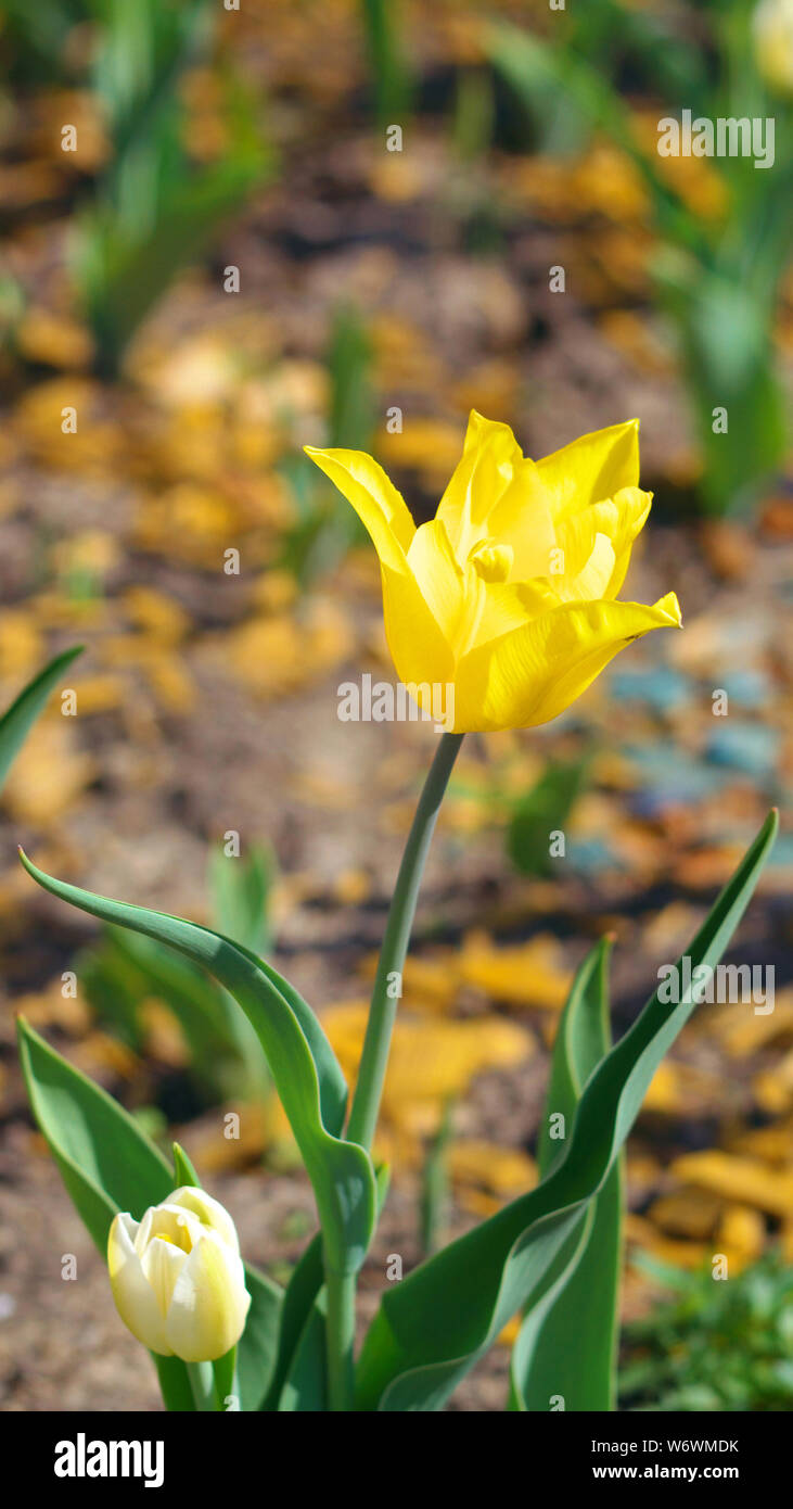 yellow tulip at spring Stock Photo - Alamy