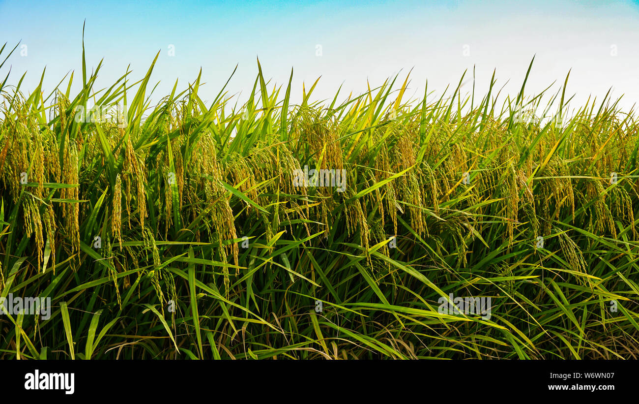 Golden paddy, protecting an Asian's most important element in a meal ...