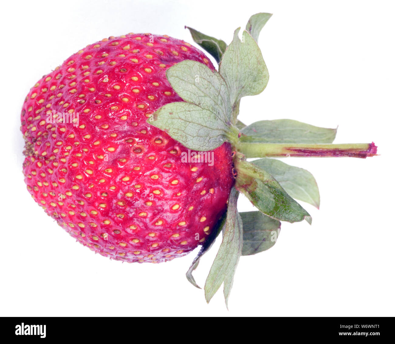one raw red Strawberry Stock Photo - Alamy