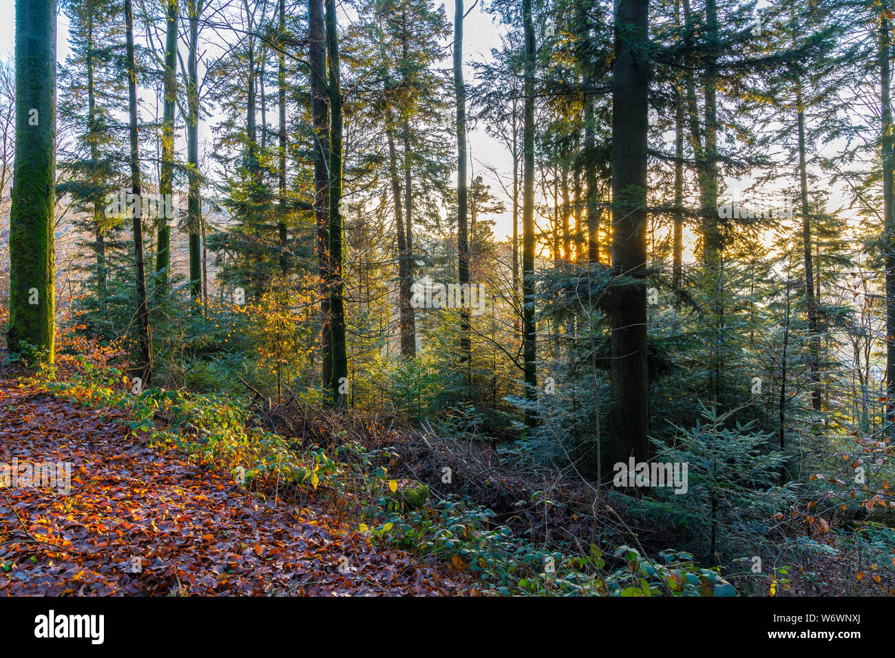 Black forest region hi-res stock photography and images - Alamy