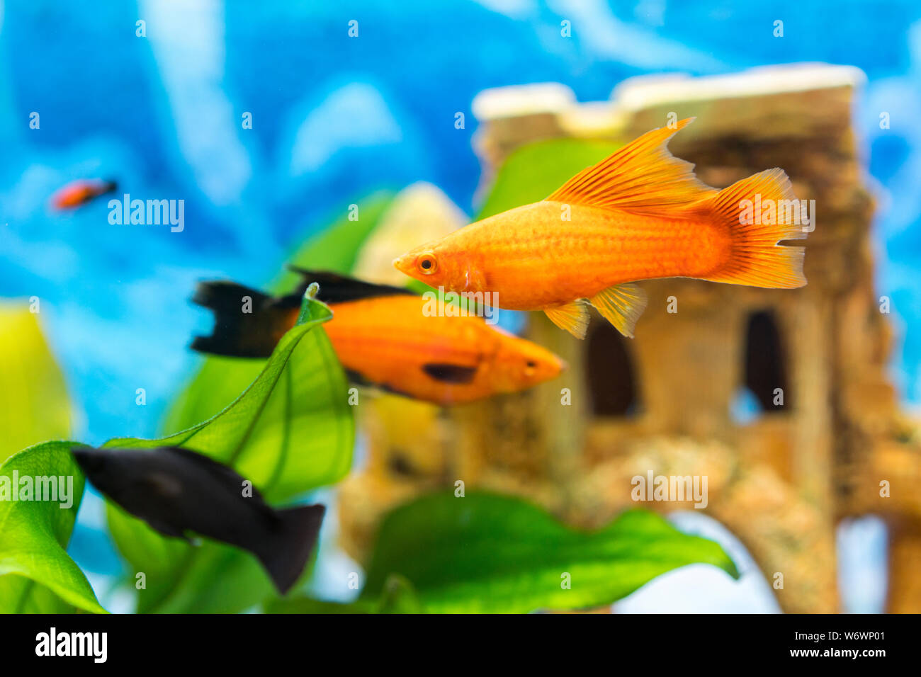 Tropical colorful fishes swimming in aquarium with plants. Goldfish ...