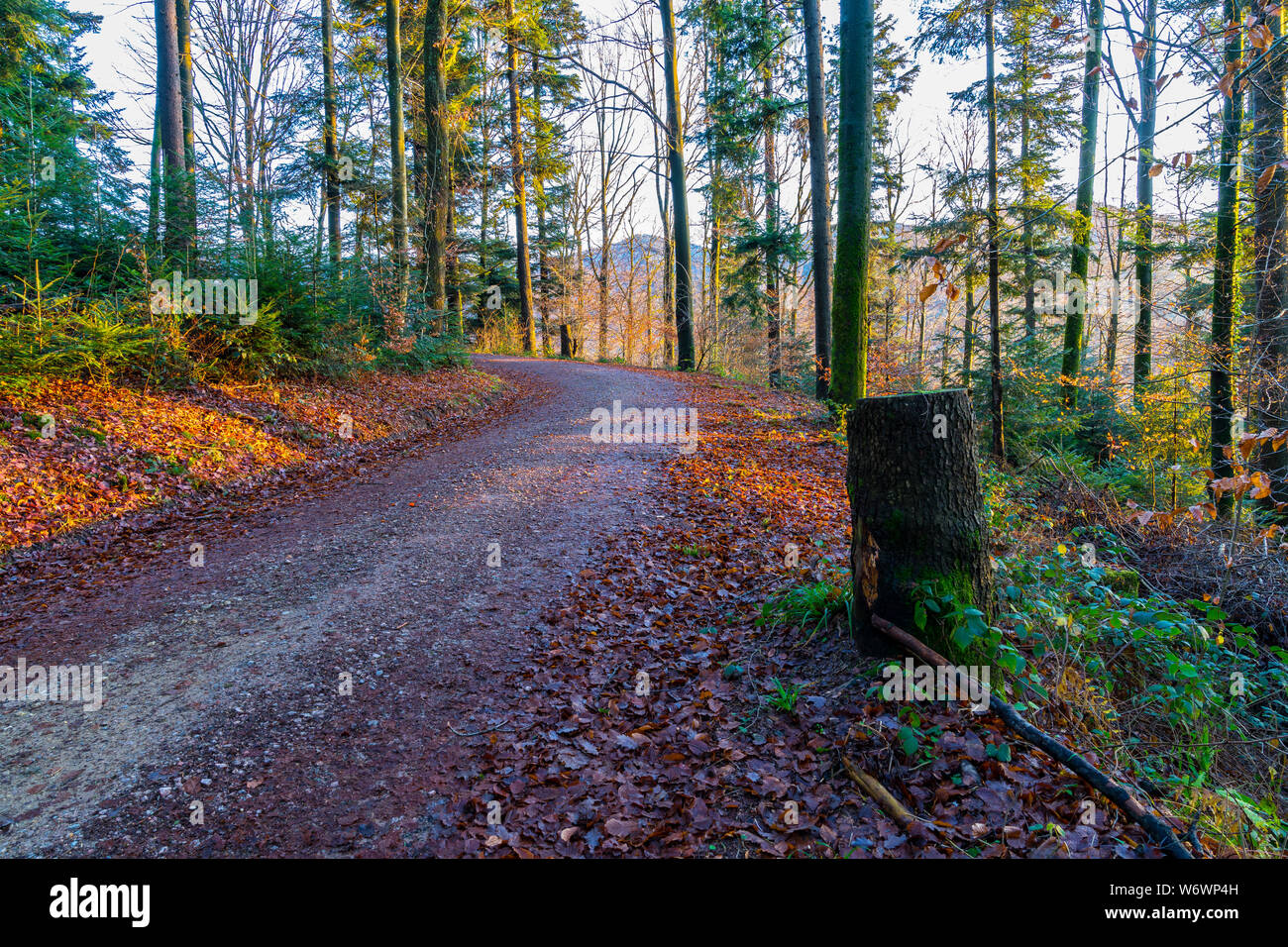 Curved path through woods hi-res stock photography and images - Alamy