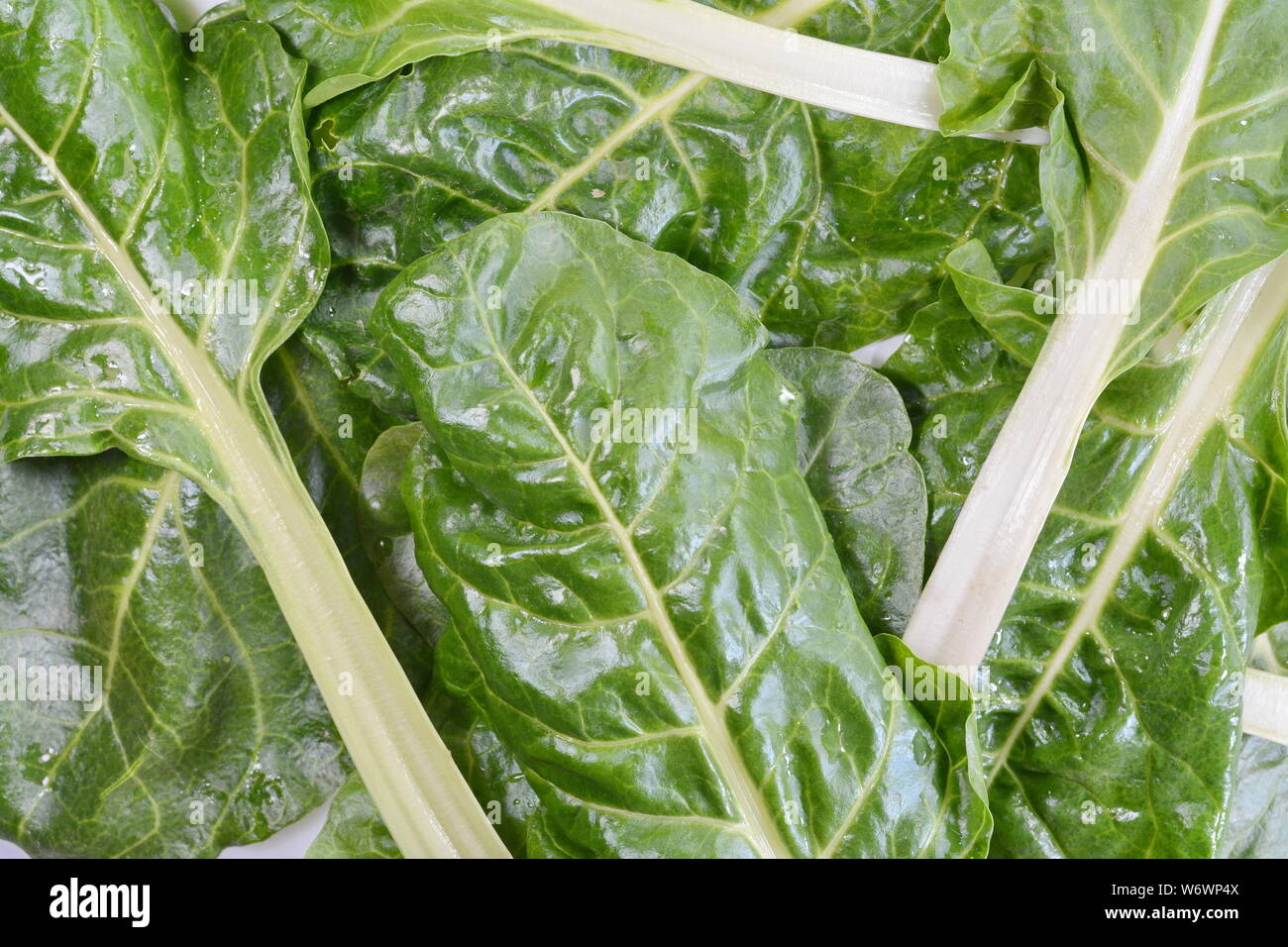 Fresh organic chard isolated on white Stock Photo - Alamy