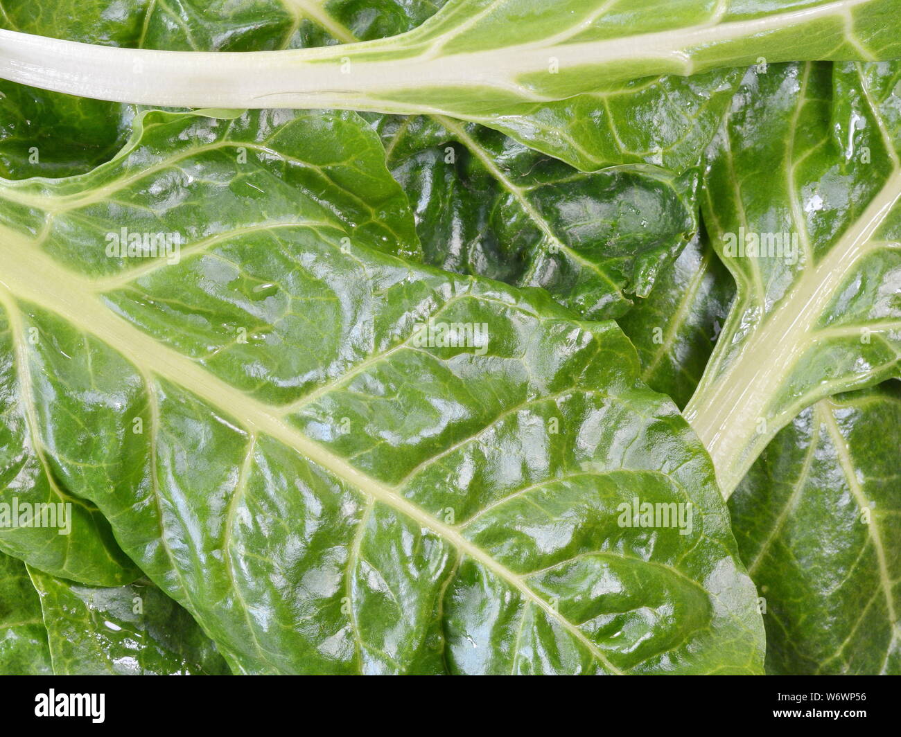 Fresh organic chard isolated on white Stock Photo - Alamy