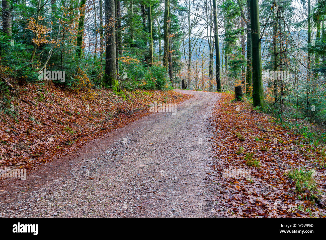 Germany, Mystic trees in pretty forest alongside leaves covered forest ...