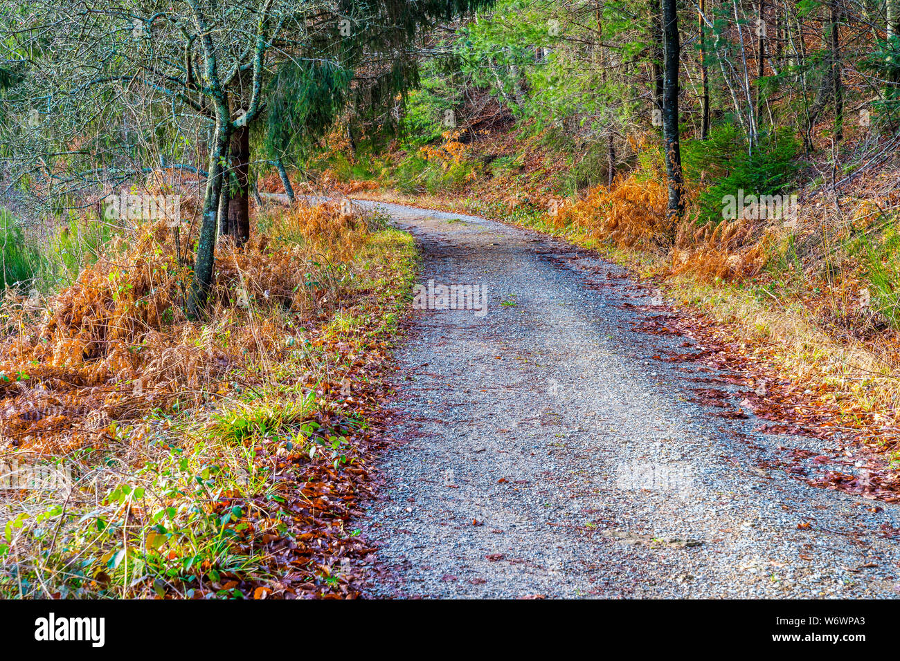 Colorful path along natural trees and plants through green forest Stock ...
