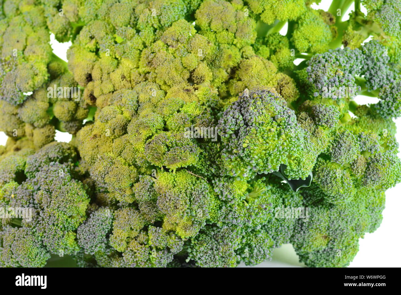 Broccoli isolated on a white background. Fresh raw broccoli on white ...