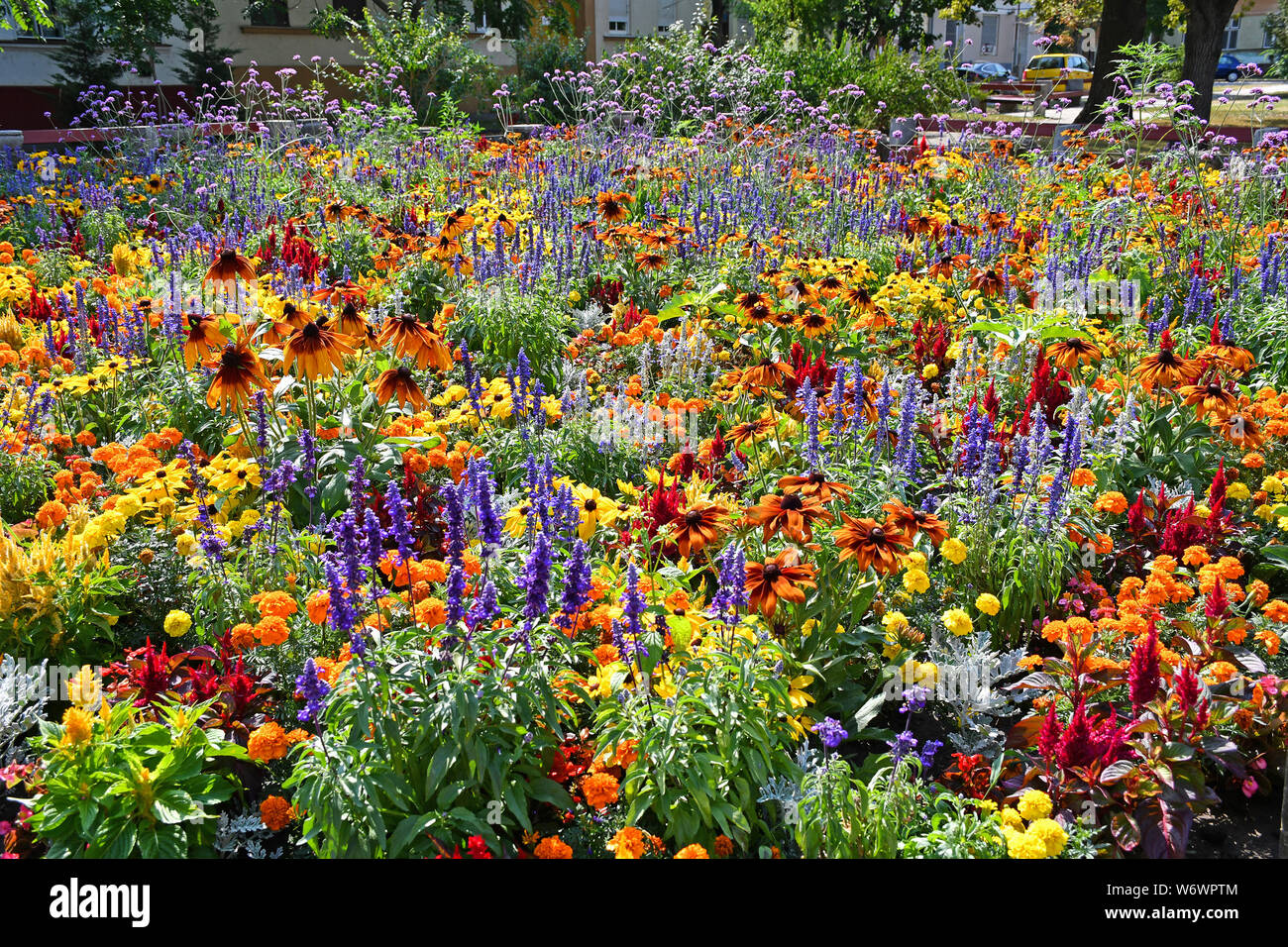 Debrecen hungary flower hi-res stock photography and images - Alamy