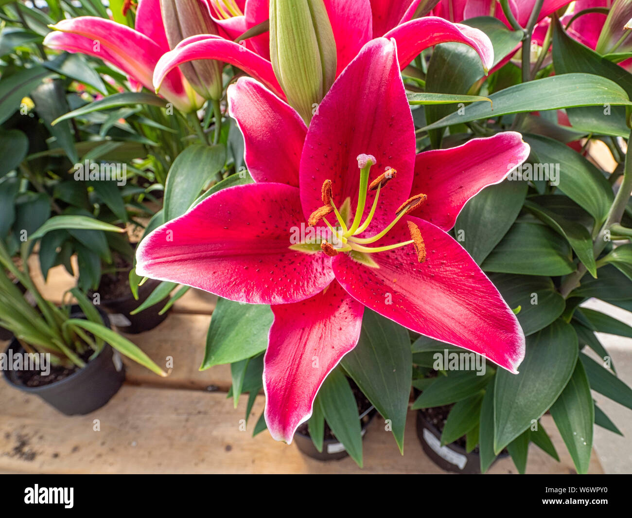 Stargazer lily hi-res stock photography and images - Alamy