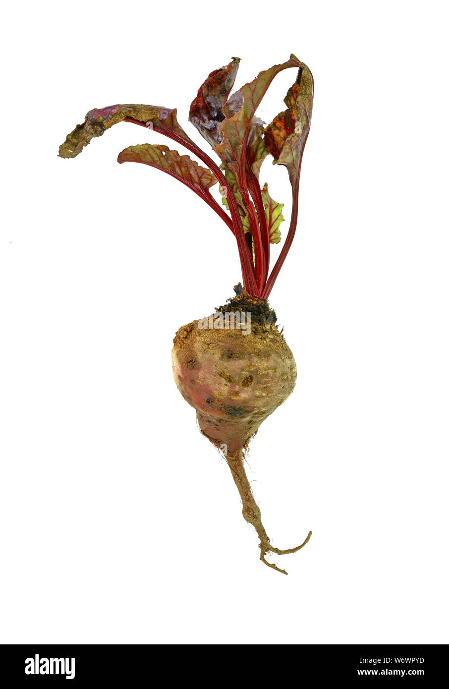 Beetroot with leaves, fresh whole beet isolated on white background ...