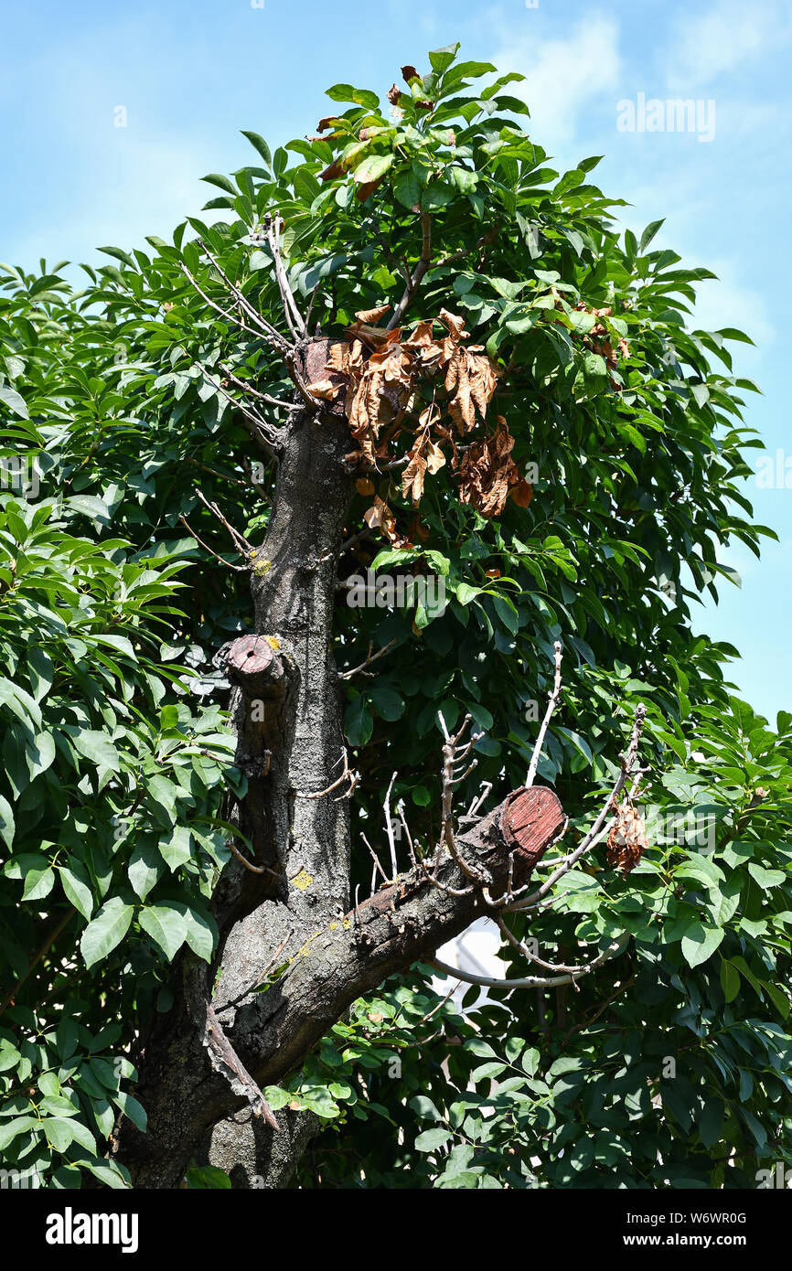 Broken tree branches hi-res stock photography and images - Alamy