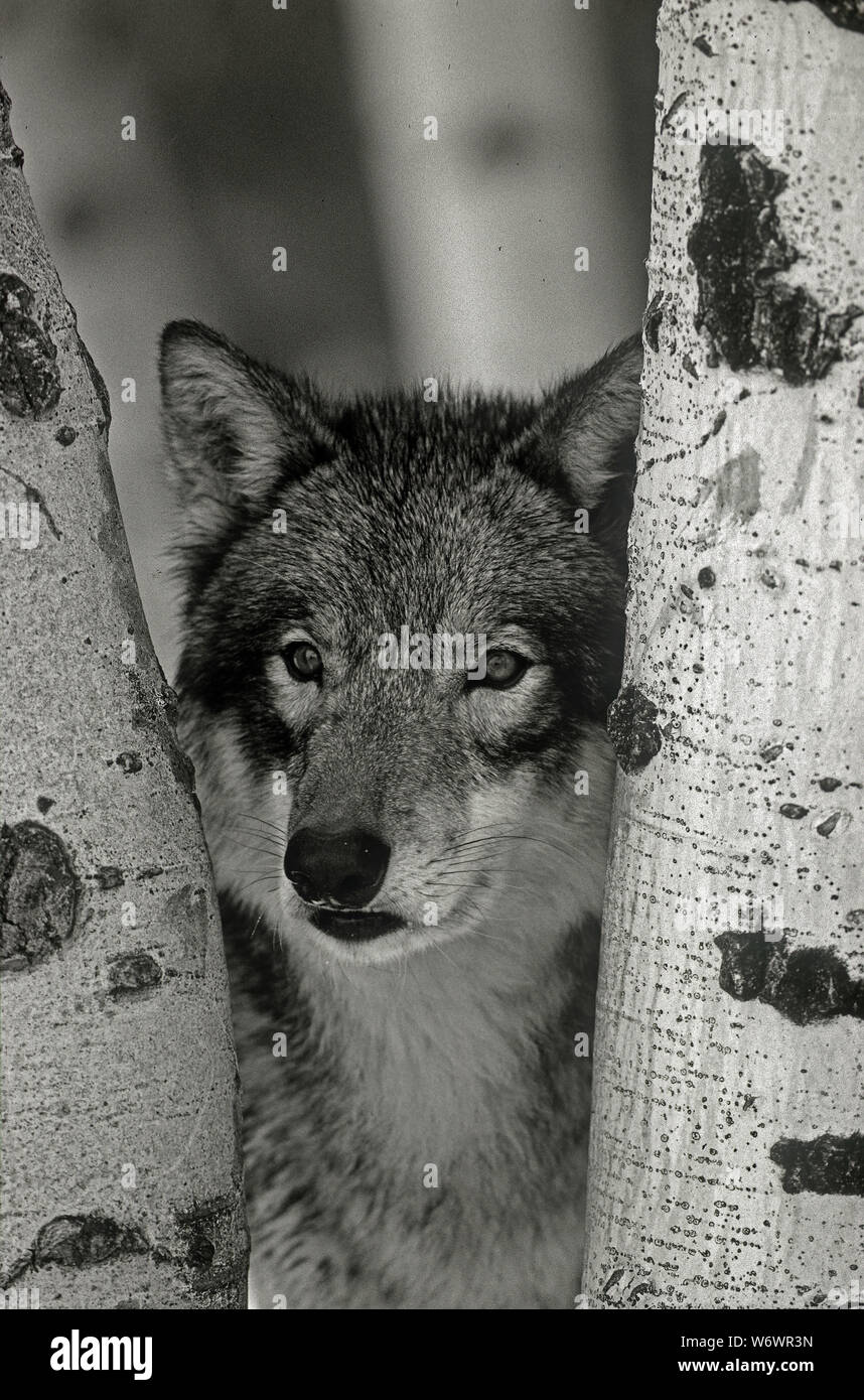 Wolf (Canis lupus Stock Photo - Alamy