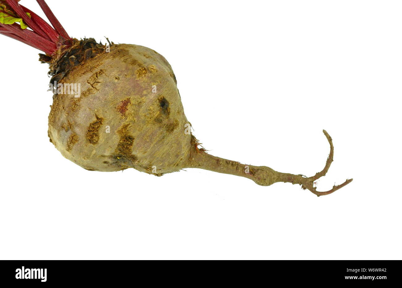 Beetroot with leaves, fresh whole beet isolated on white background ...