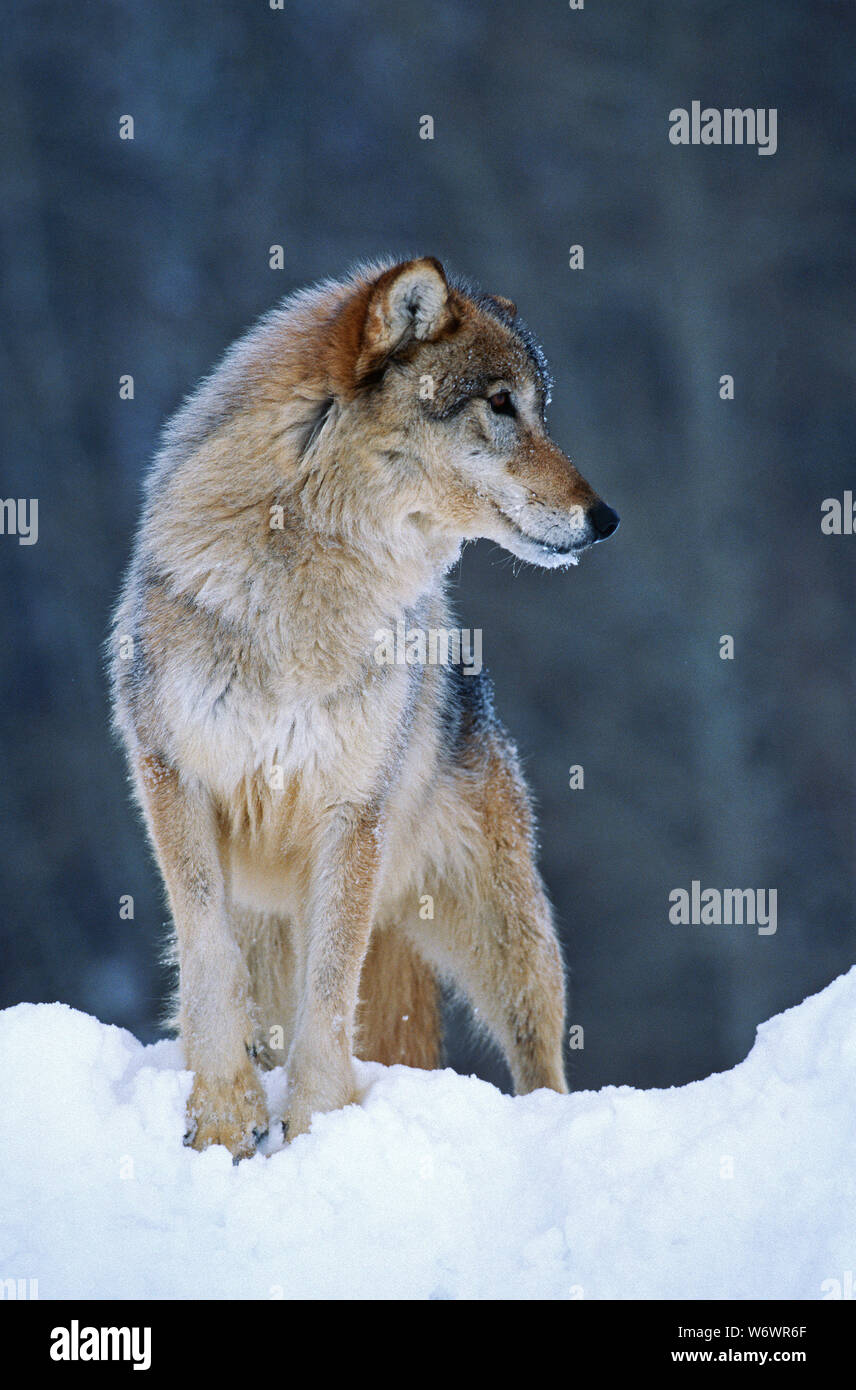 Timber wolf canis lupus group hi-res stock photography and images - Alamy