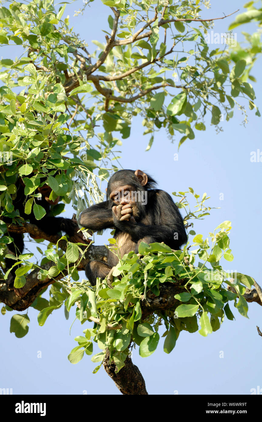 Chimpanzee, Pan troglodytes, Chimfunshi, Zambia Stock Photo - Alamy