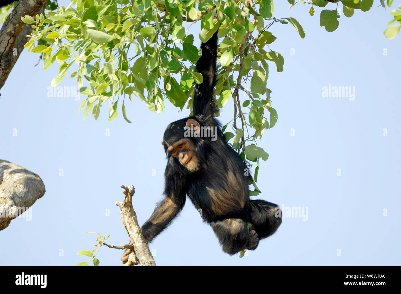 Chimpanzee, Pan troglodytes, Chimfunshi, Zambia Stock Photo - Alamy