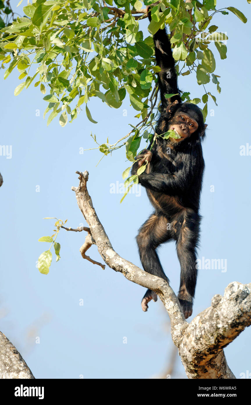 Chimpanzee, Pan troglodytes, Chimfunshi, Zambia Stock Photo - Alamy