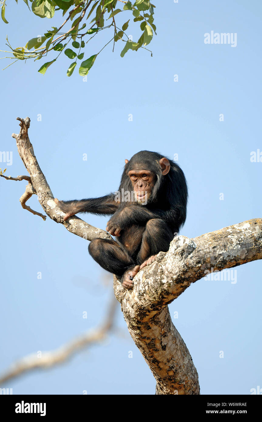 Chimpanzee, Pan troglodytes, Chimfunshi, Zambia Stock Photo - Alamy