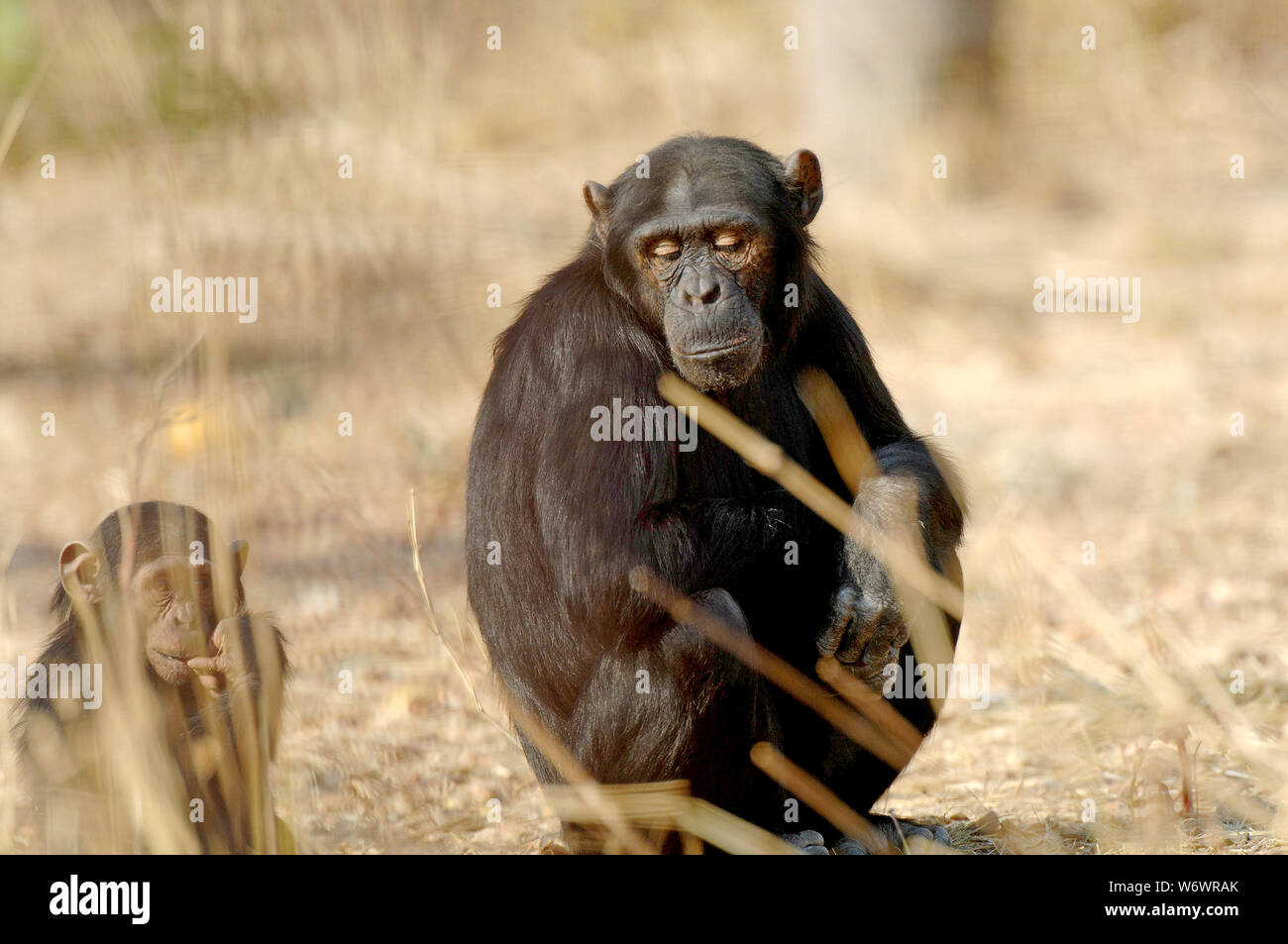 Chimpanzee, Pan troglodytes, Chimfunshi, Zambia Stock Photo - Alamy