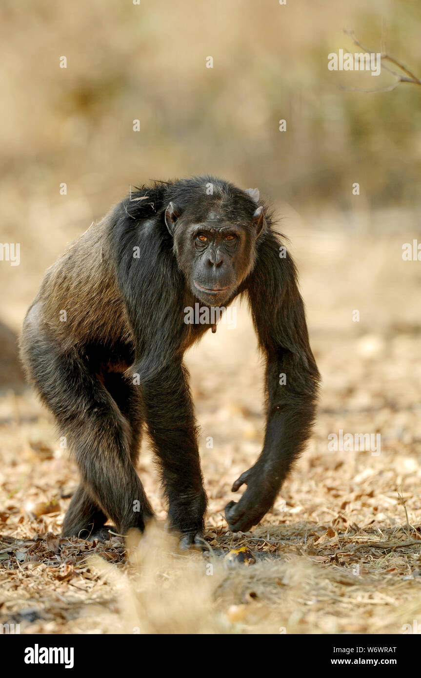 Chimpanzee, Pan troglodytes, Chimfunshi, Zambia Stock Photo - Alamy