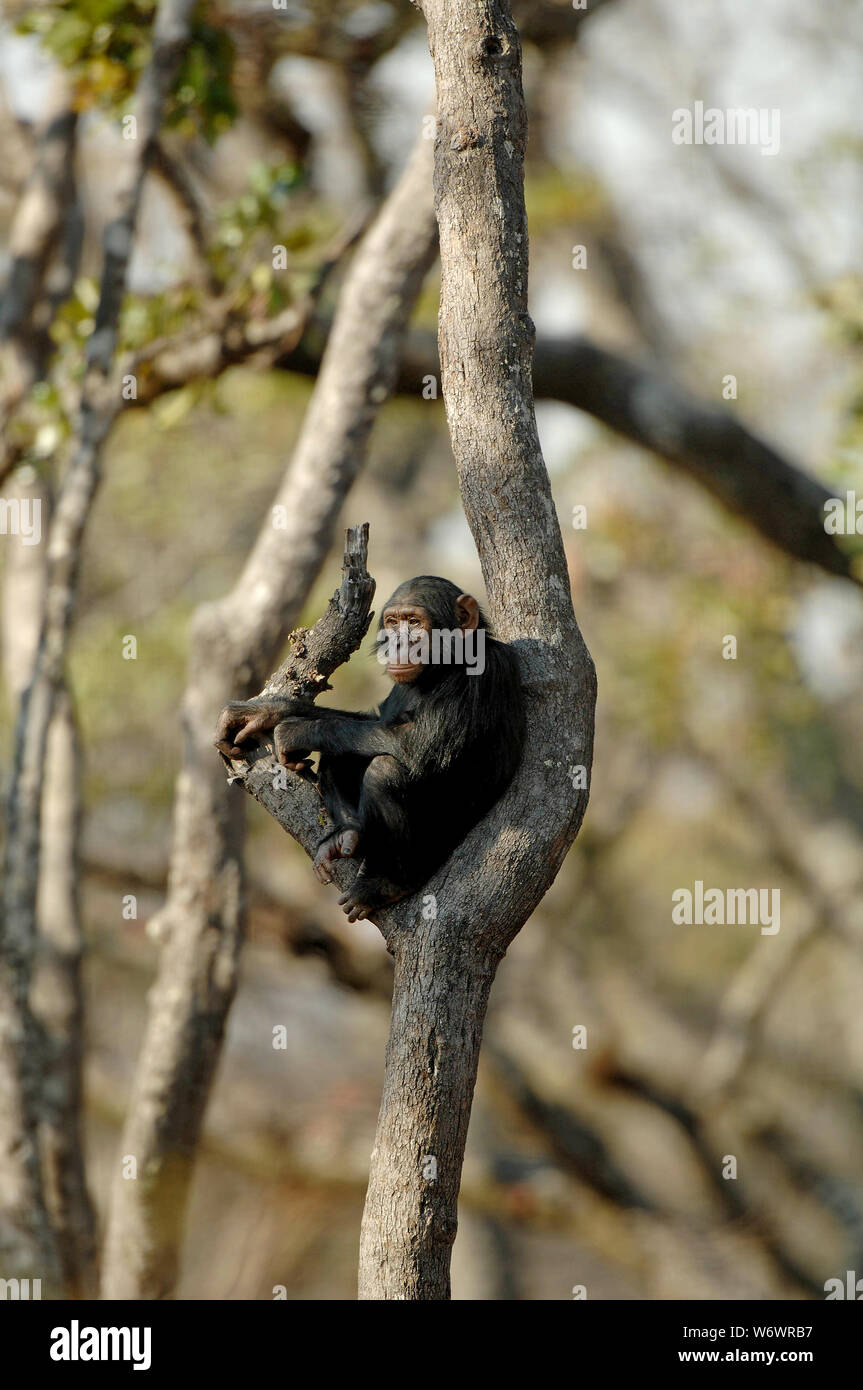 Chimpanzee, Pan troglodytes, Chimfunshi, Zambia Stock Photo - Alamy