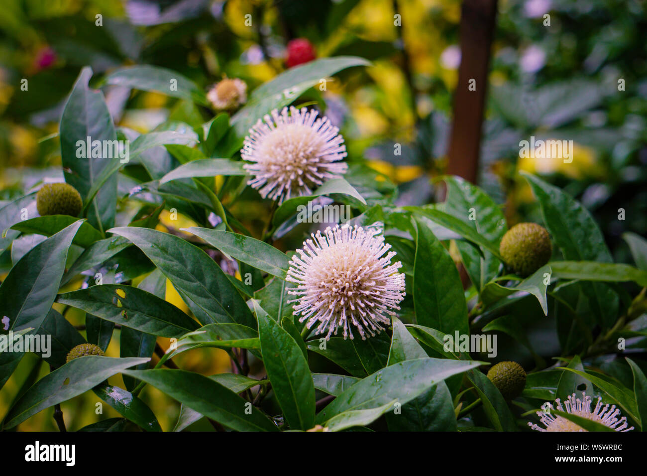 Neolamarckia cadamba - Kadam or Kadambo flowers is a rainy season ...