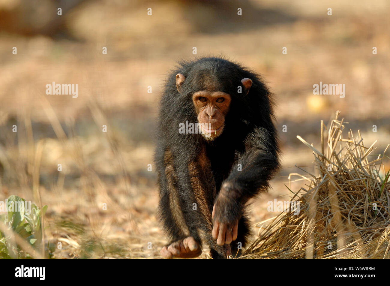 Chimpanzee, Pan troglodytes, Chimfunshi, Zambia Stock Photo - Alamy