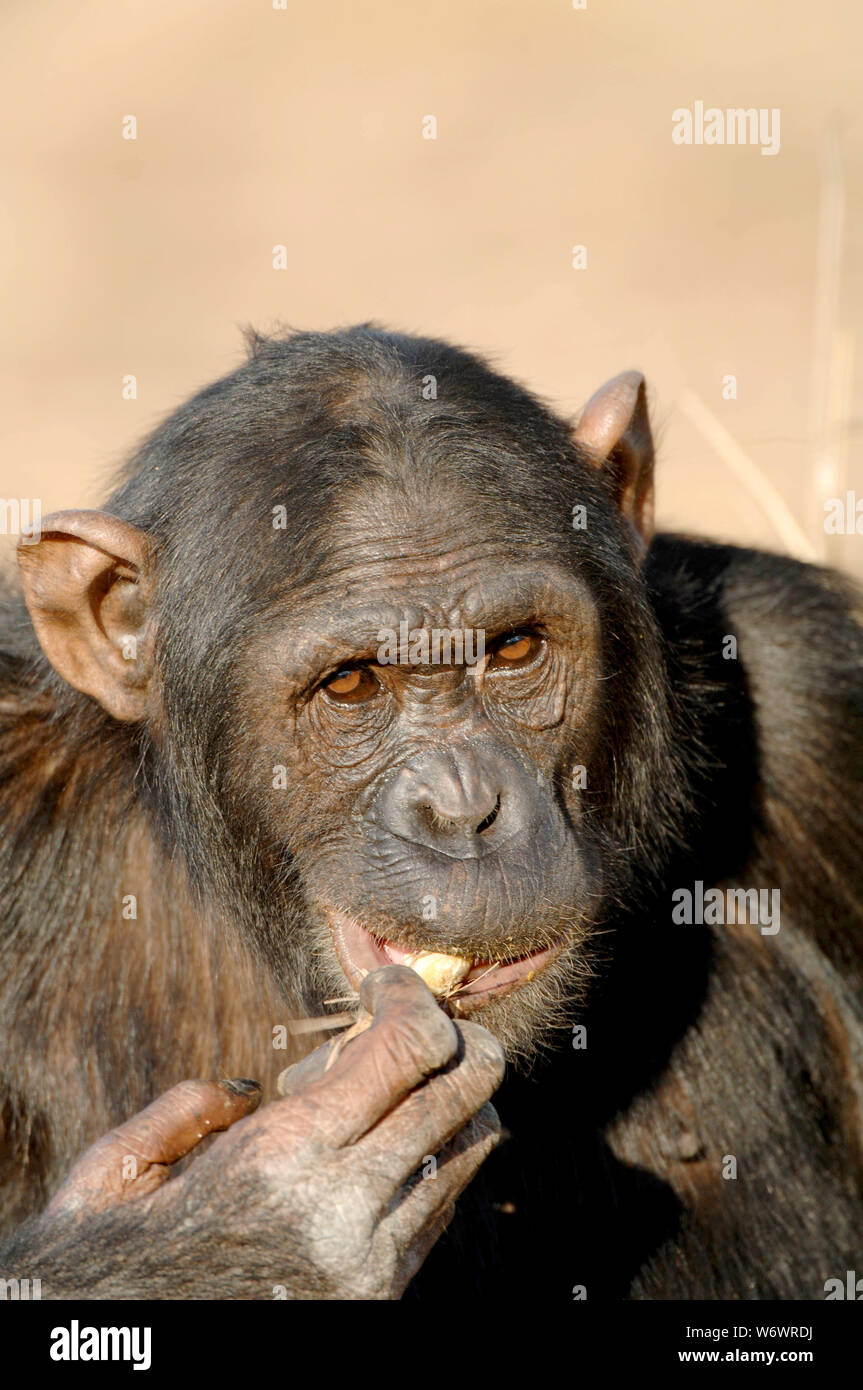Chimpanzee, Pan troglodytes, Chimfunshi, Zambia Stock Photo - Alamy